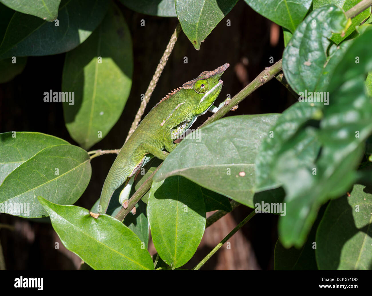 Eine große Nase Chamäleon, oder Nose-horned Chameleon (Calumma nasutum ...