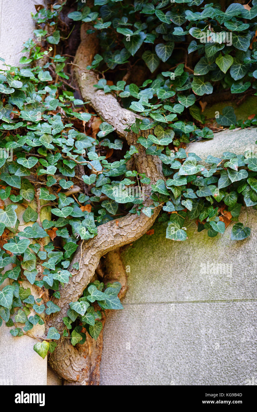 Liga stein -Fotos und -Bildmaterial in hoher Auflösung – Alamy