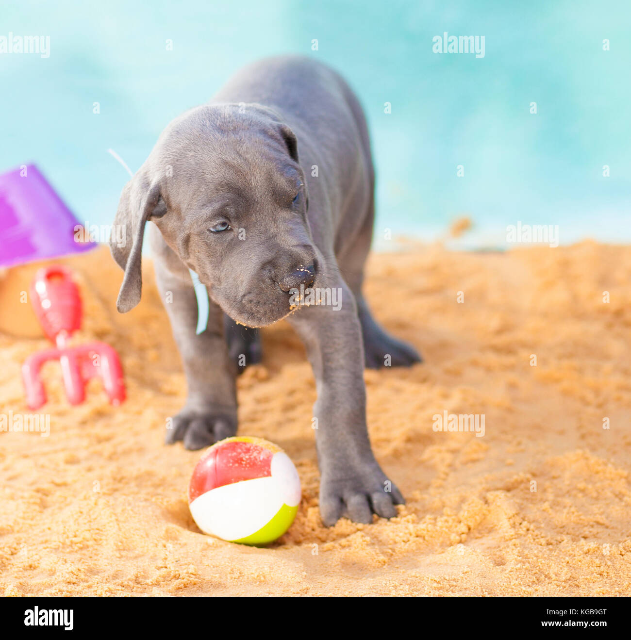 Deutsche Dogge Welpen, hat ein Auge auf seine kleinen beach ball ...