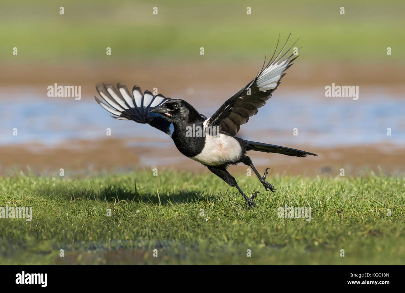 Elster flug nahaufnahme -Fotos und -Bildmaterial in hoher Auflösung – Alamy