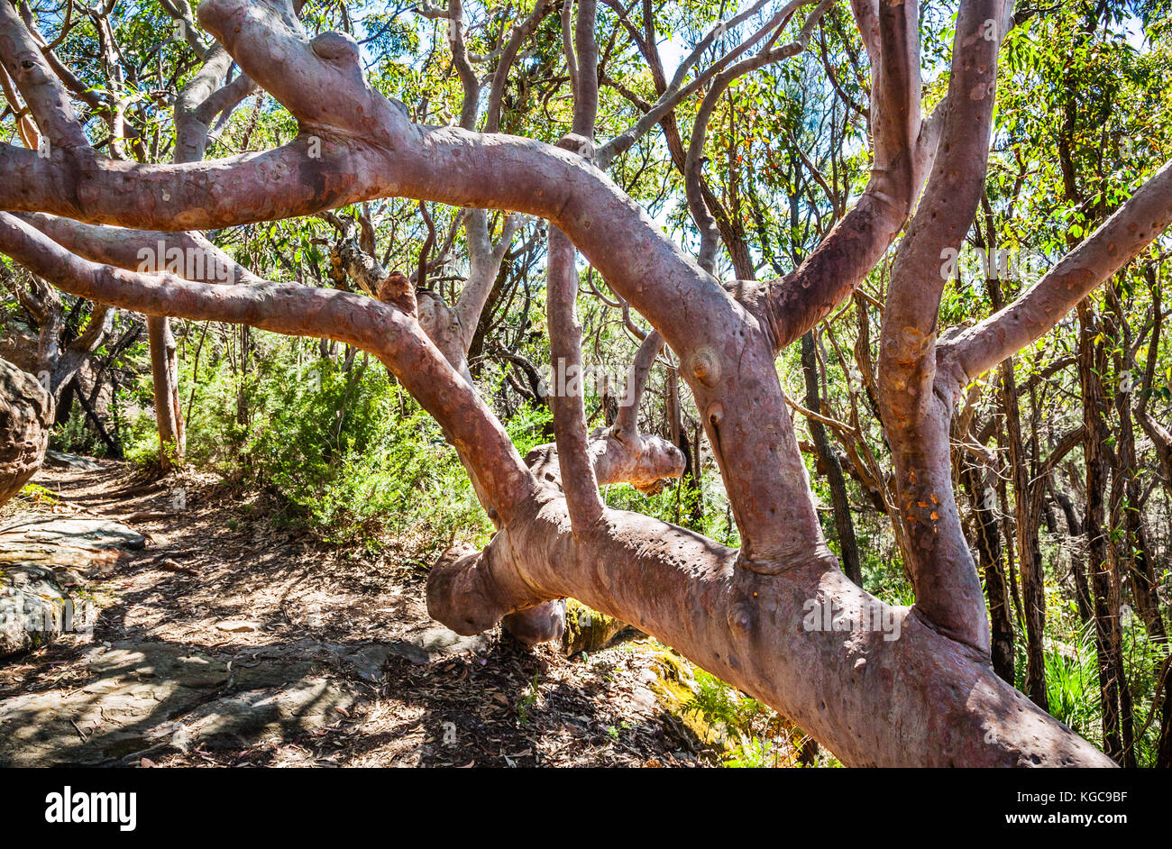Australien, New South Wales, Central Coast, Bouddi National Park ...