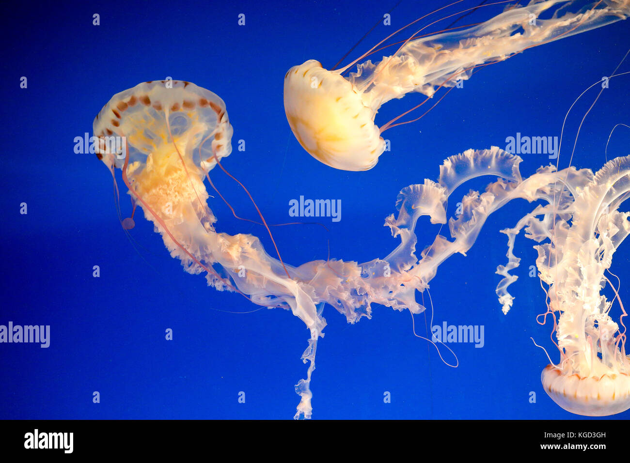 Wirbellosen aquarium -Fotos und -Bildmaterial in hoher Auflösung – Alamy