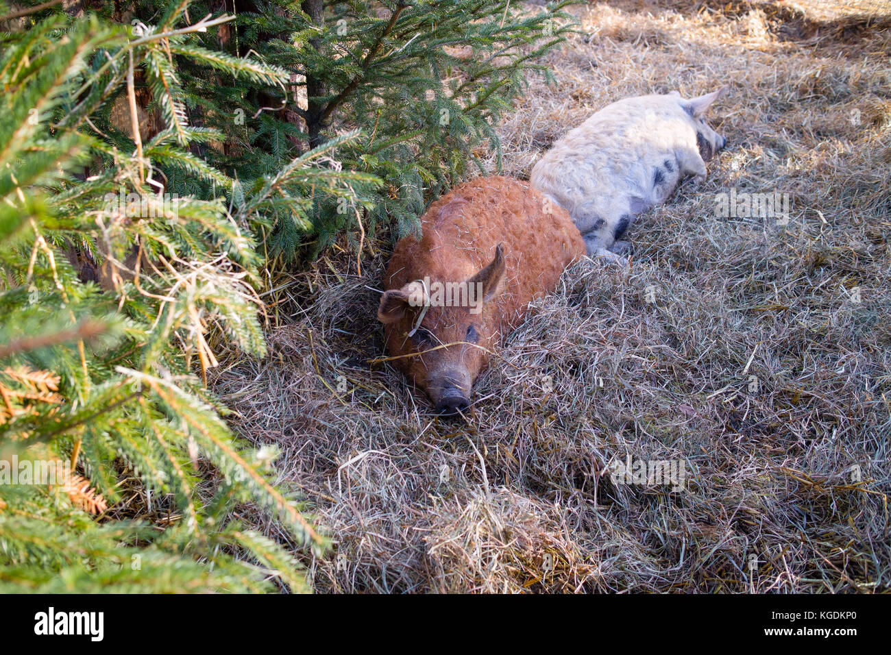 Mangalica wollschwein, Schwein, Österreich, mangalitsa Stockfotografie ...