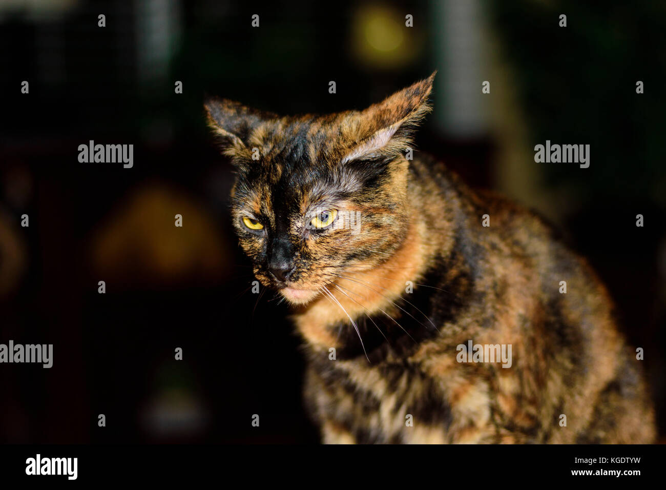 Wütend schildpatt Katze Stockfotografie - Alamy