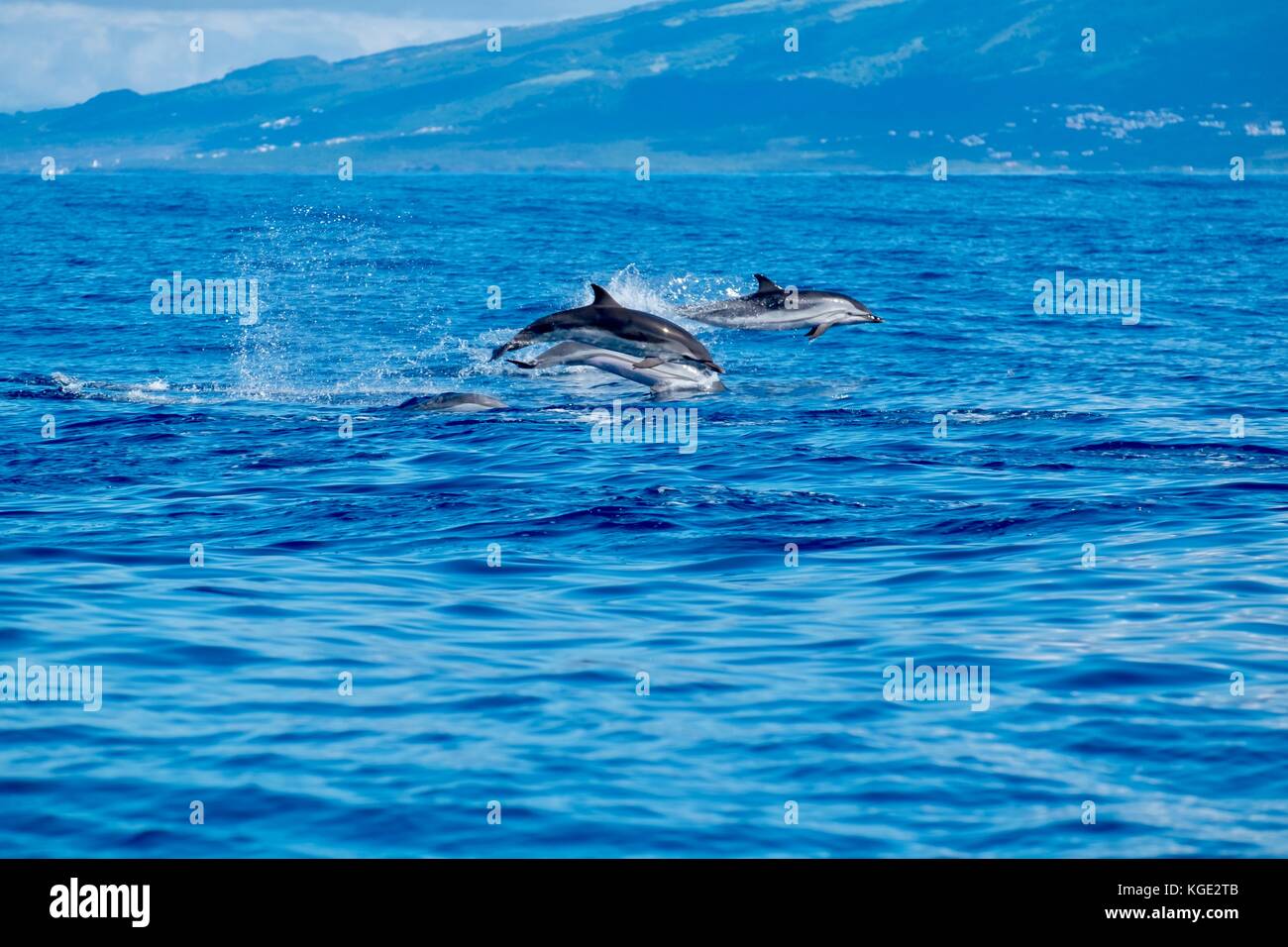 Insel Der Blauen Delfine Stockfotos und -bilder Kaufen - Alamy