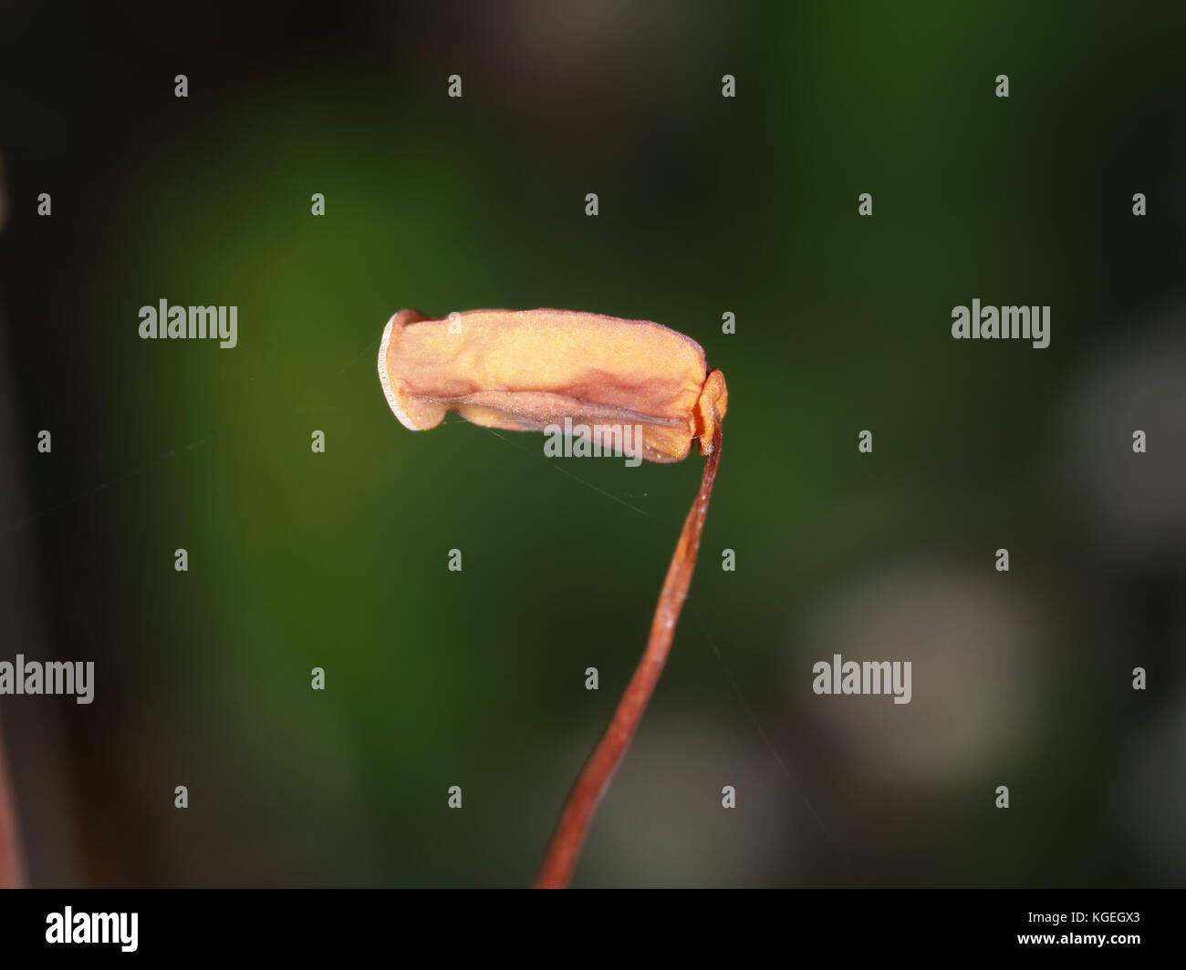 Polytrichum sp -Fotos und -Bildmaterial in hoher Auflösung – Alamy