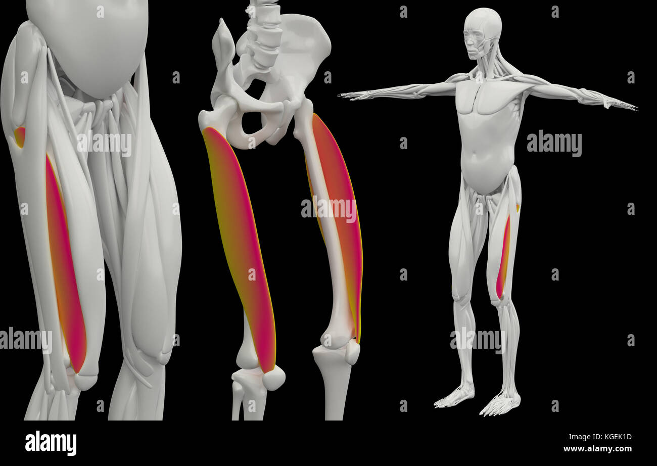 Vastus lateralis muscle Stockfotos und -bilder Kaufen - Alamy