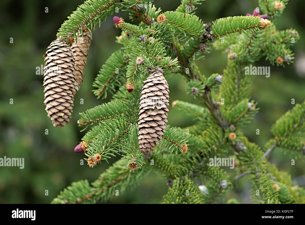 Samen zapfen -Fotos und -Bildmaterial in hoher Auflösung – Alamy