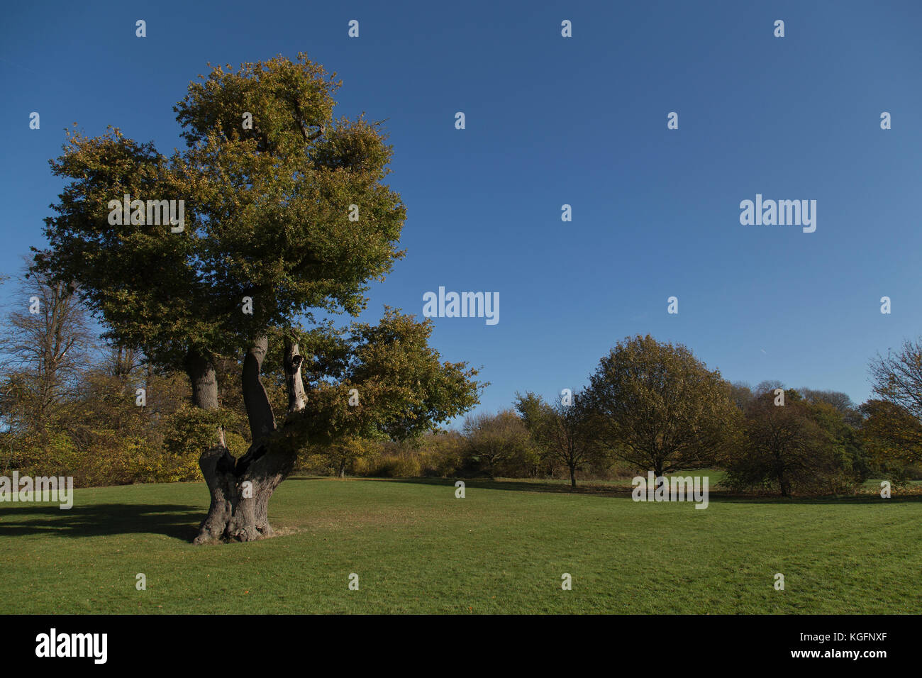 Lloyd Park in Croydon an einem Herbstmorgen Stockfotografie - Alamy