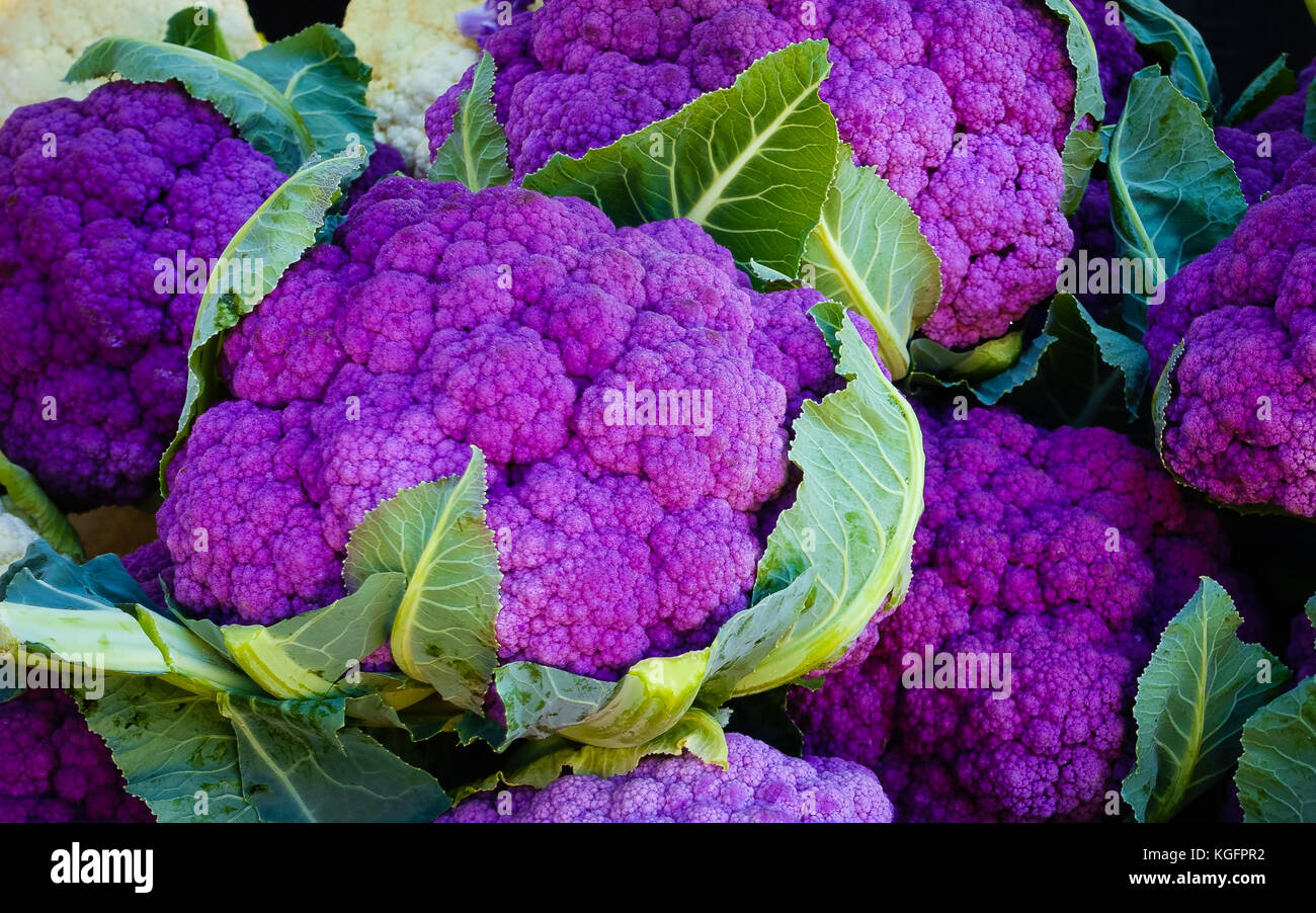 Lila blumenkohl -Fotos und -Bildmaterial in hoher Auflösung – Alamy