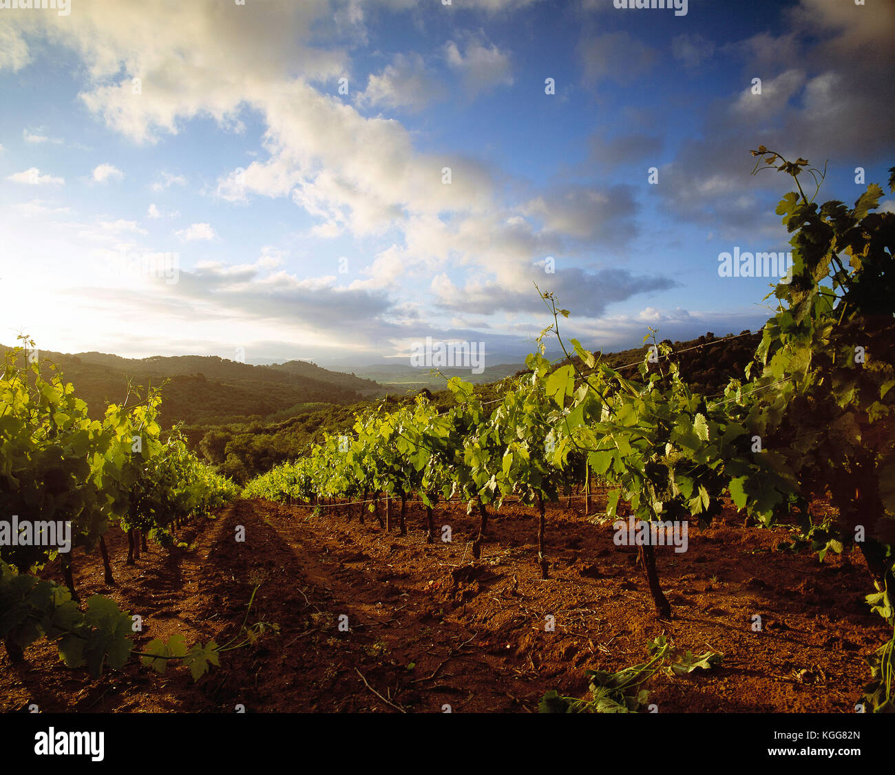 Weinreben anbauen -Fotos und -Bildmaterial in hoher Auflösung – Alamy