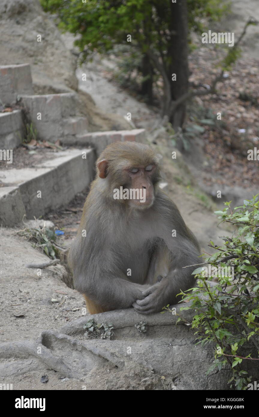 Lustige affenpose -Fotos und -Bildmaterial in hoher Auflösung – Alamy