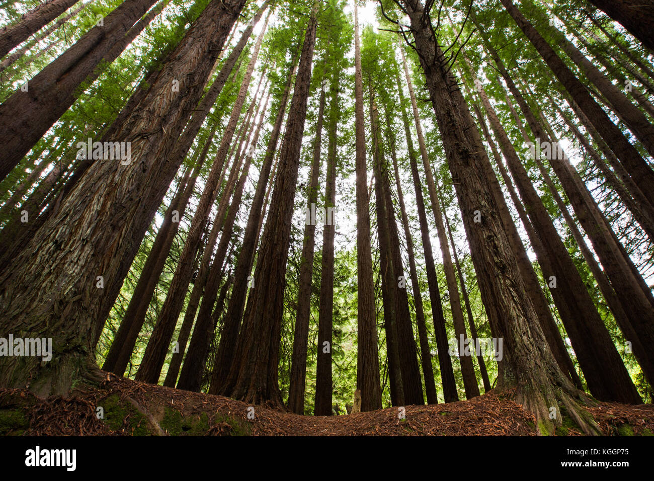 Das Foto wurde im kalifornischen Redwood Forest in der otways National ...