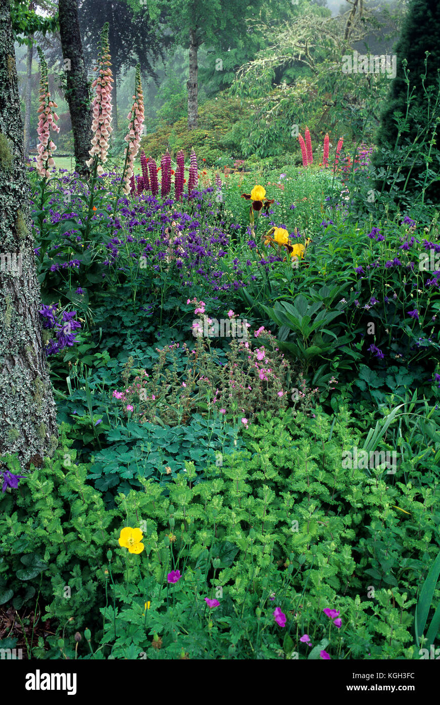 Foxgloves, Lupinen, Iris, Welsh Mohn, Campions, Säulchen, Aquilegias ...
