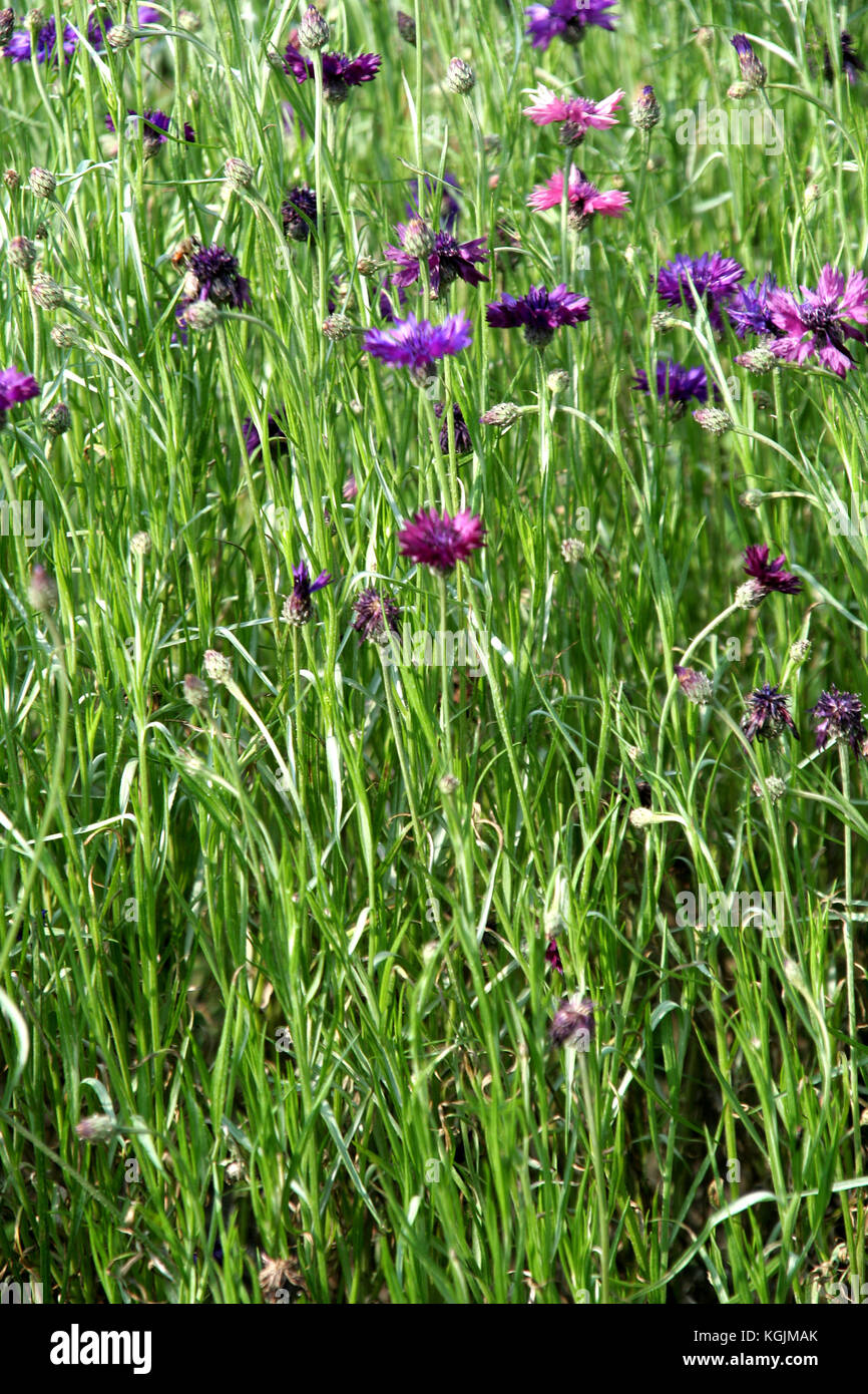 Violette wappen -Fotos und -Bildmaterial in hoher Auflösung – Alamy