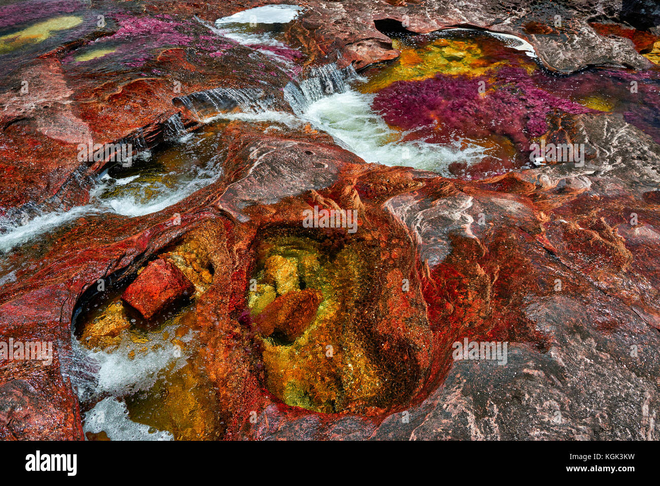 Rote Algen von Cano cristales "Fluss der fünf Farben' oder die 'Liquid ...