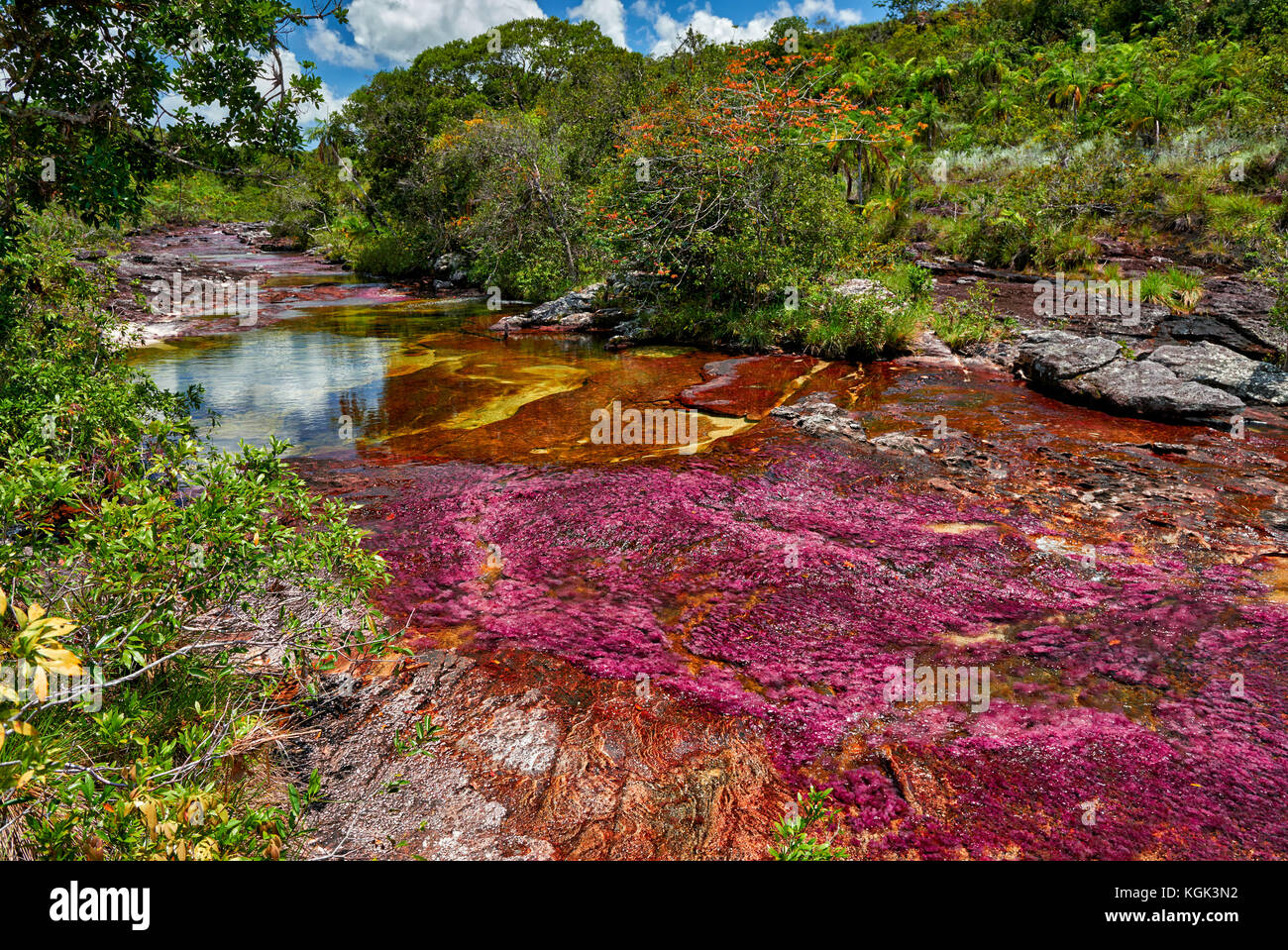 Rote Algen von Cano cristales "Fluss der fünf Farben' oder die 'Liquid ...