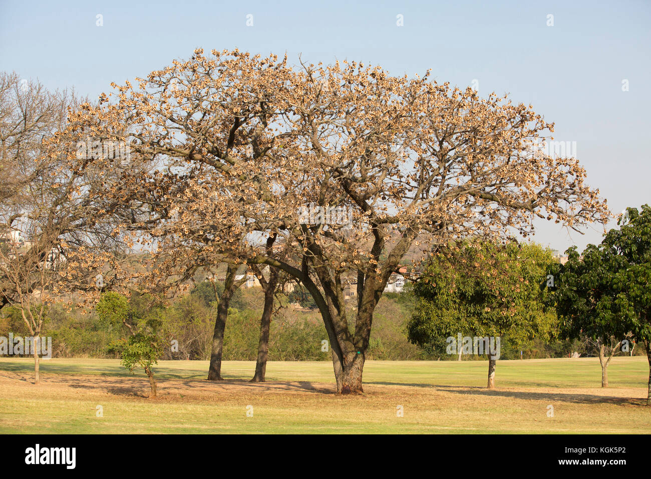 Kiaat Baum (pterocarpus angolensis) Baum mit vielen Samen ...
