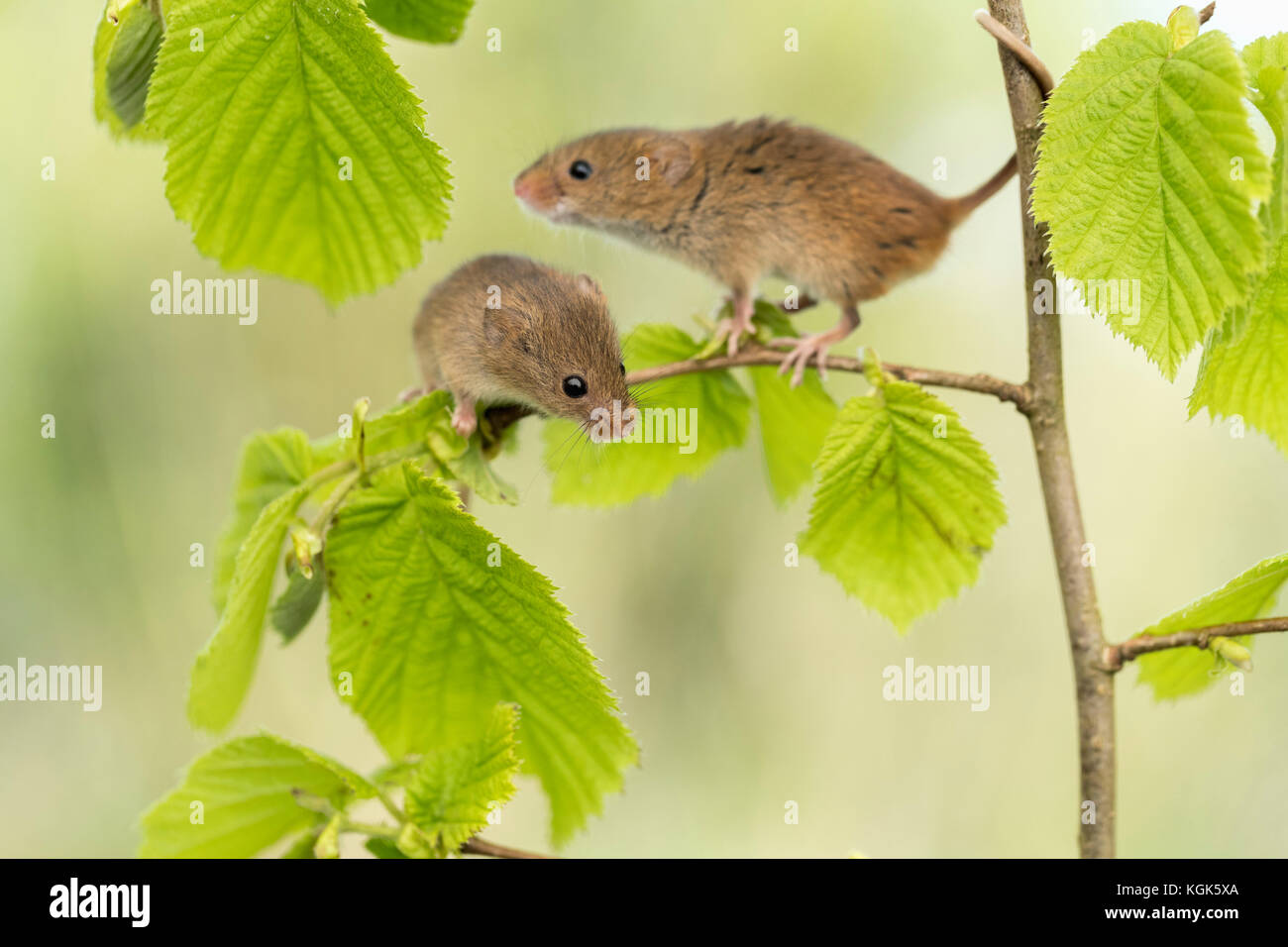 Ernte Maus; Micromys minutus Zwei auf Hazel gefangen; UK ...