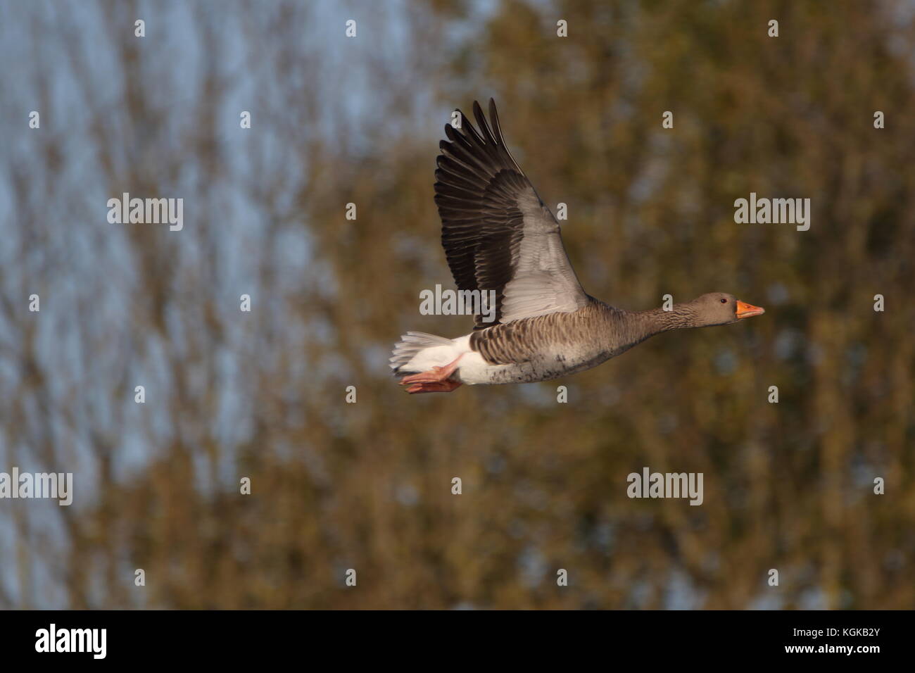 Graue gans anser anser fliegen -Fotos und -Bildmaterial in hoher ...
