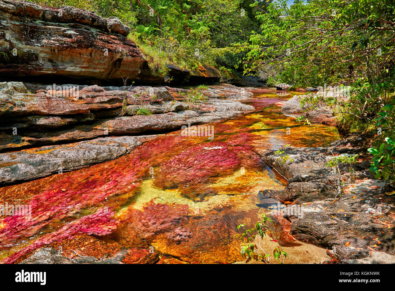 Rote Algen von Cano cristales "Fluss der fünf Farben' oder die 'Liquid ...