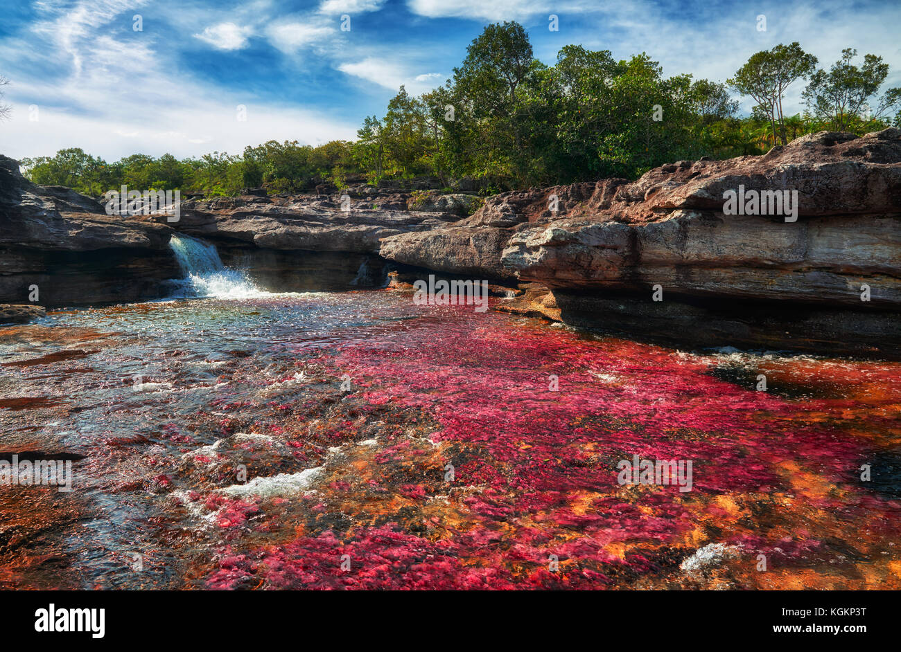 Rote Algen von Cano cristales "Fluss der fünf Farben' oder die 'Liquid ...