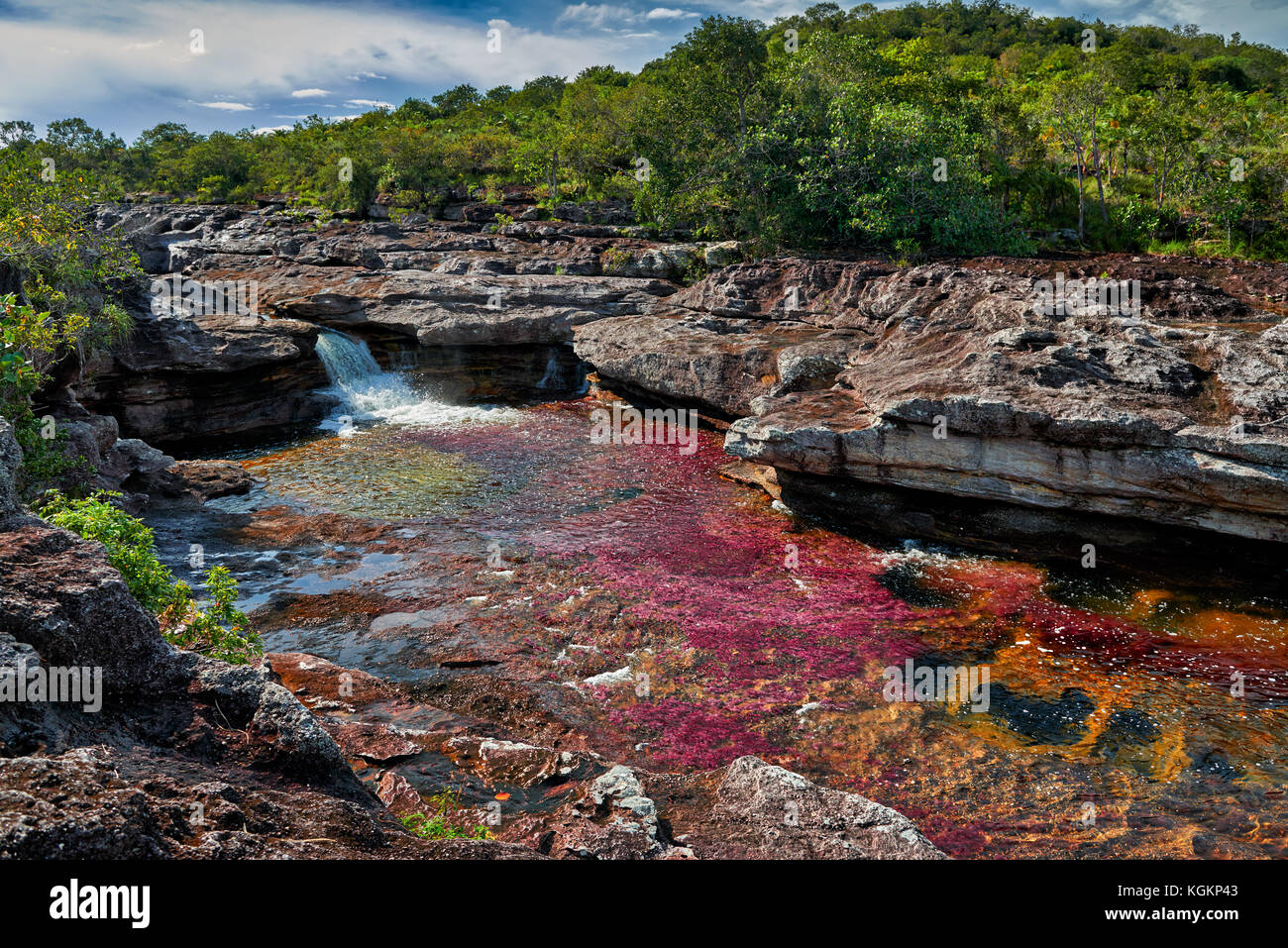 Rote Algen von Cano cristales "Fluss der fünf Farben' oder die 'Liquid ...