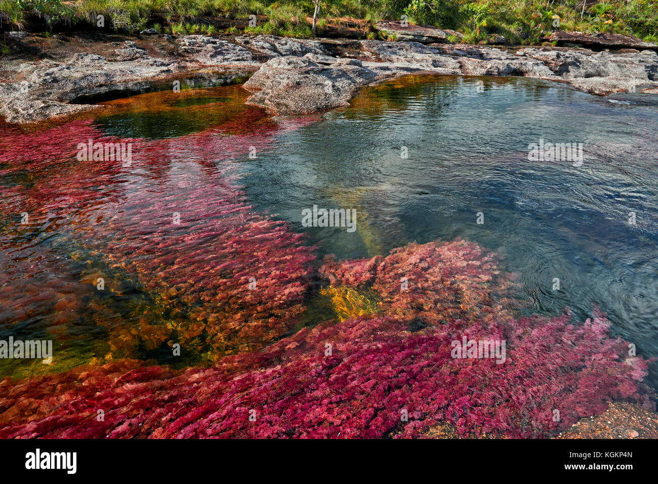 Cano christales -Fotos und -Bildmaterial in hoher Auflösung – Alamy