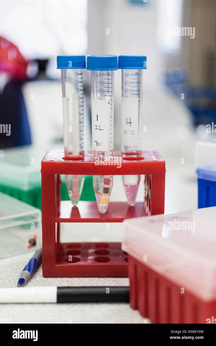 Verschiedene Proben in Röhrchen auf Rack im Labor Stockfotografie - Alamy