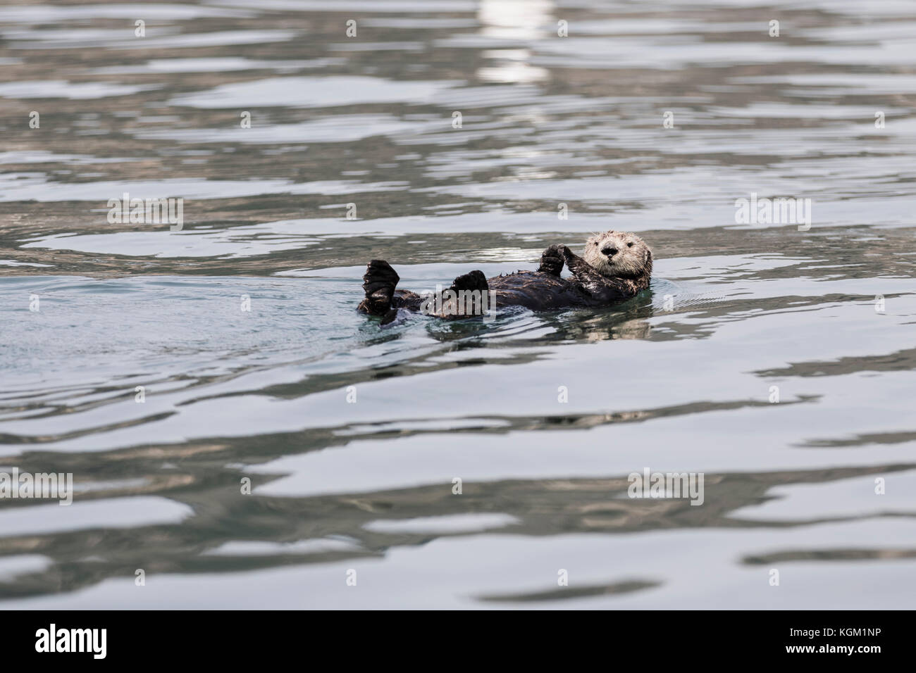 Floating animal -Fotos und -Bildmaterial in hoher Auflösung – Alamy