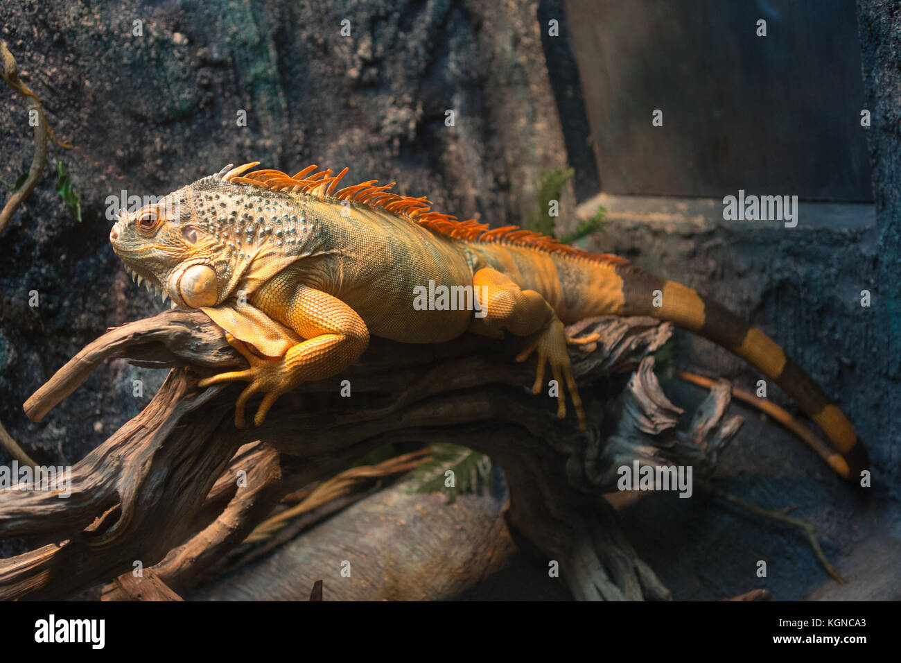 Sleeping Dragon Stockfotos und -bilder Kaufen - Alamy