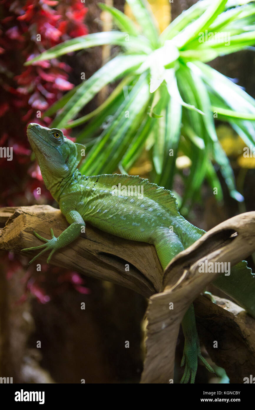 Sleeping Dragon - Nahaufnahme Porträt eines ruhenden orangefarbene ...