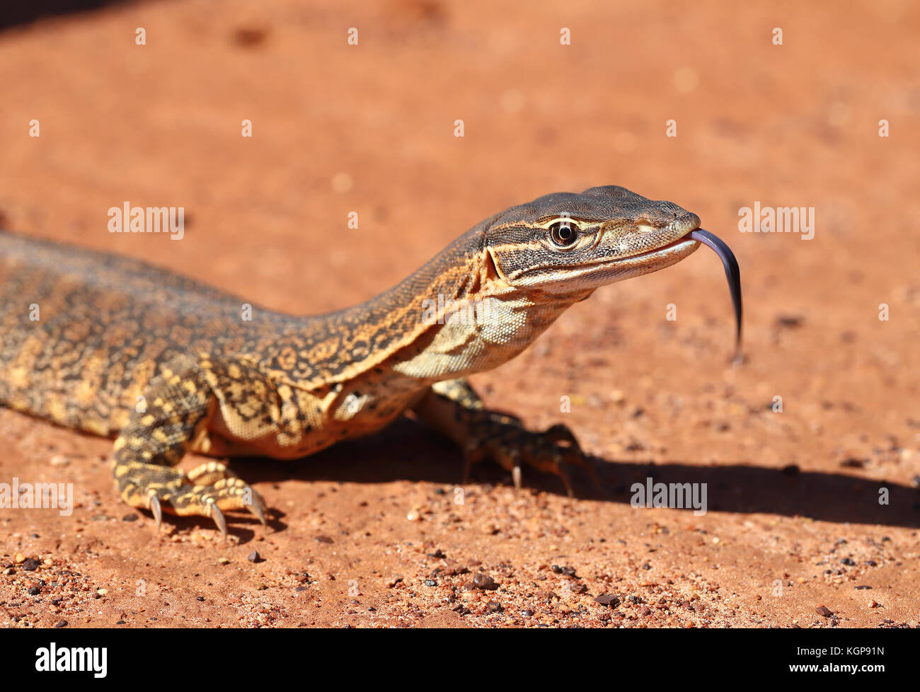 Goulds monitor varanus gouldii -Fotos und -Bildmaterial in hoher ...