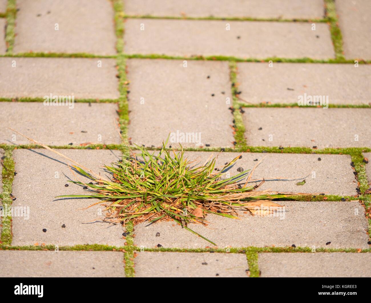 Mit Pflastersteinen pflastern Gehweg mit einem Haufen Gras, Beton ...