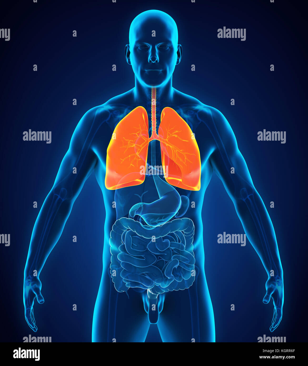 Bronchien der atemwege -Fotos und -Bildmaterial in hoher Auflösung – Alamy