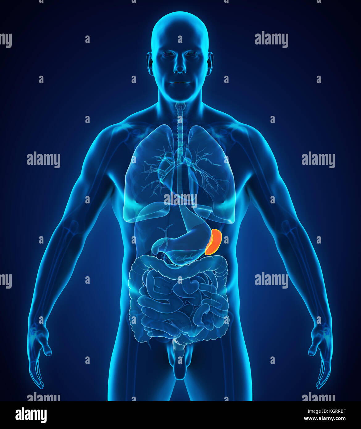 Anatomia della milza -Fotos und -Bildmaterial in hoher Auflösung – Alamy