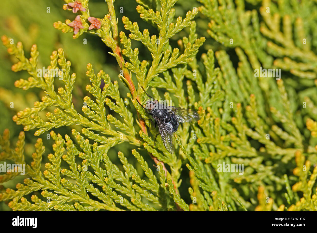 Stomoxys calcitrans -Fotos und -Bildmaterial in hoher Auflösung – Alamy