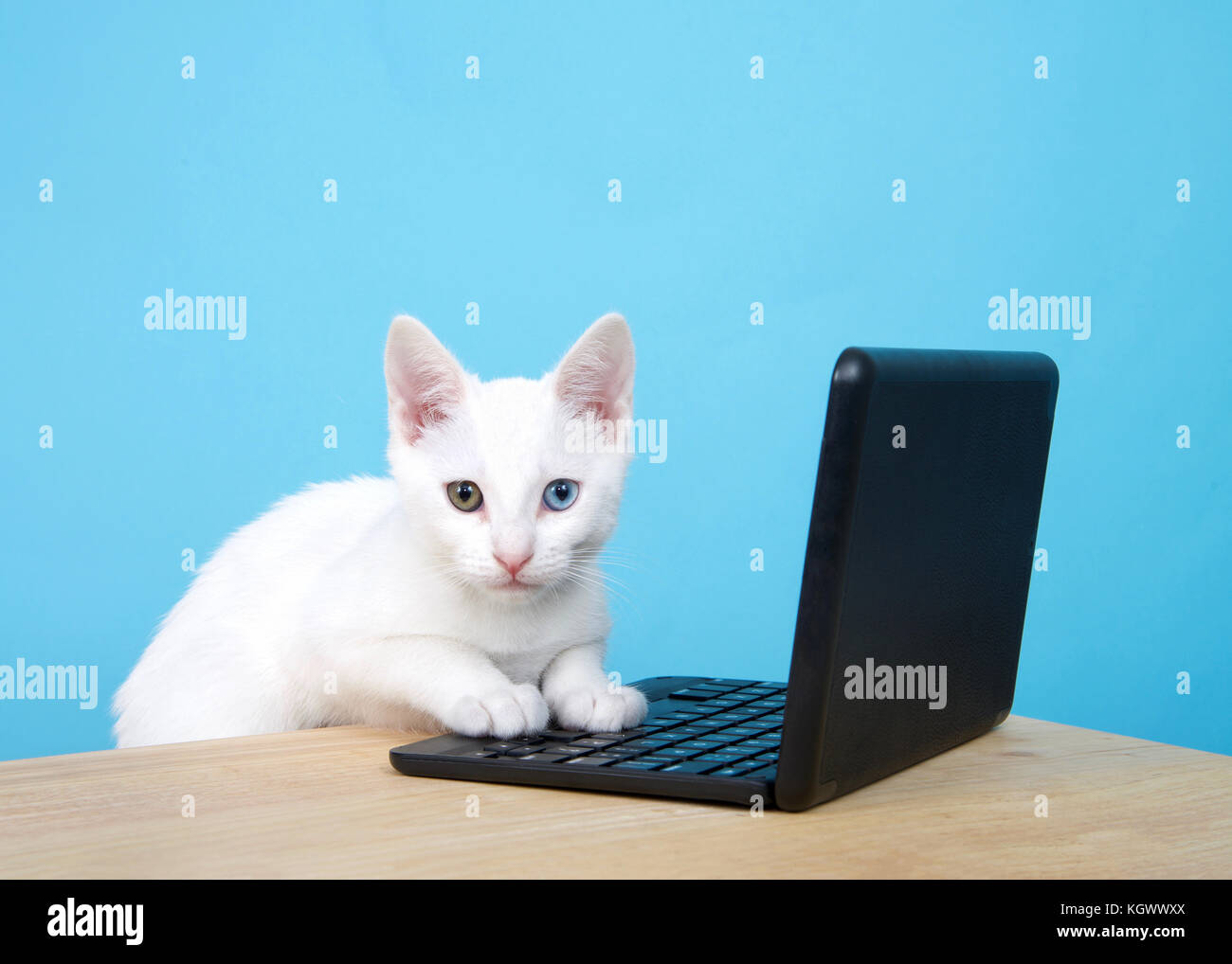 Porträt einer niedliche kleine weiße Katze mit Heterochromia, oder odd ...