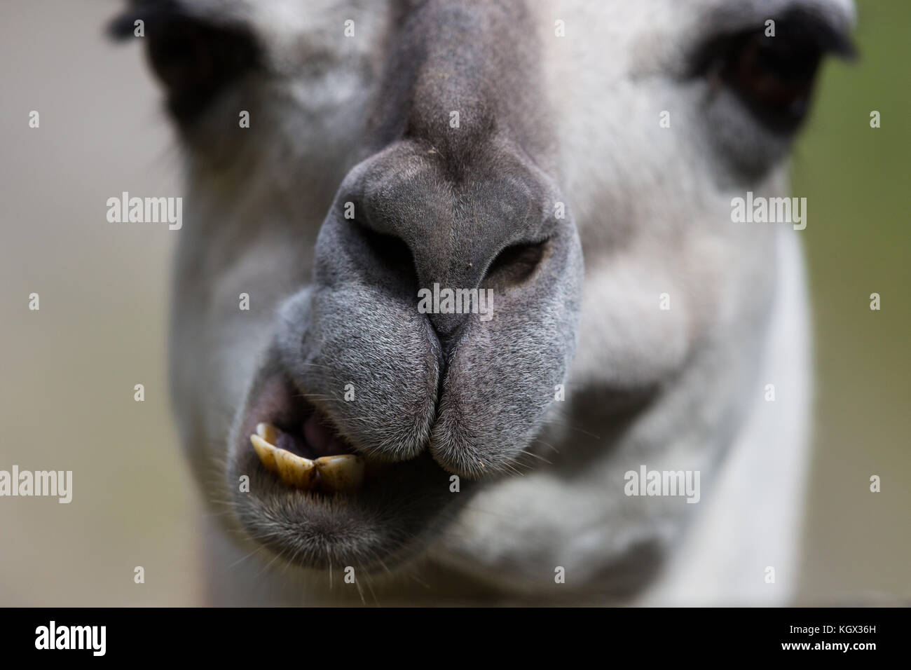 Lama teeth -Fotos und -Bildmaterial in hoher Auflösung – Alamy