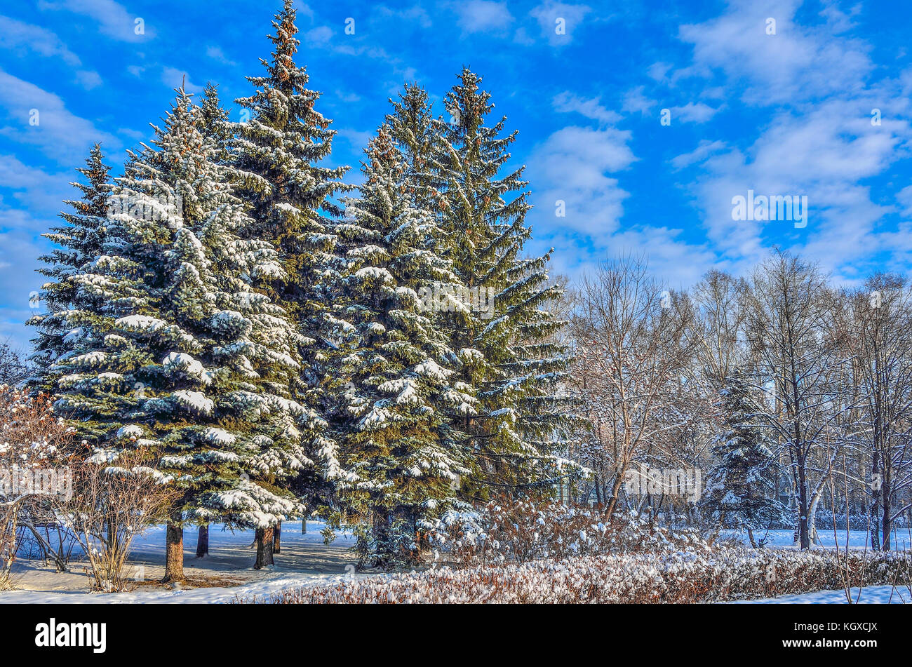 Weihnachtsbaum tannenblauhintergrund -Fotos und -Bildmaterial in hoher ...