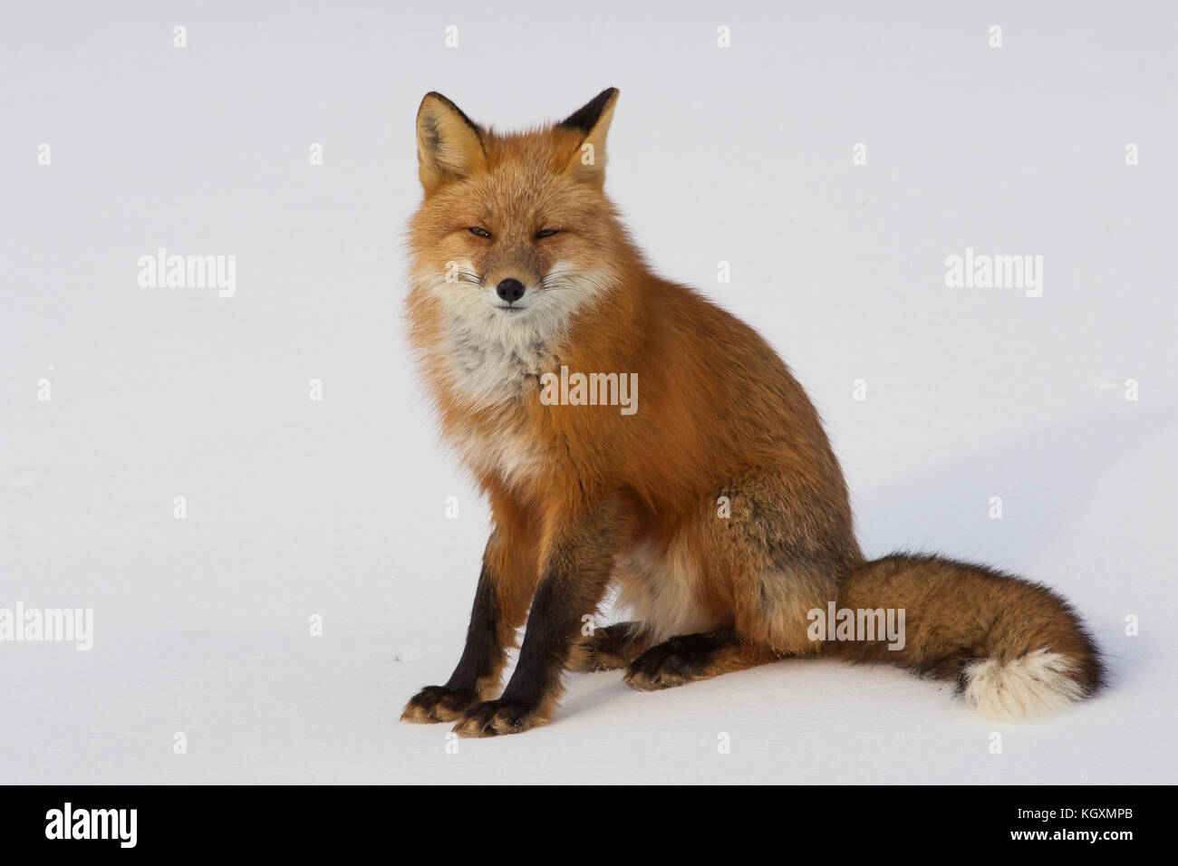 Fuchs sitzt -Fotos und -Bildmaterial in hoher Auflösung – Alamy