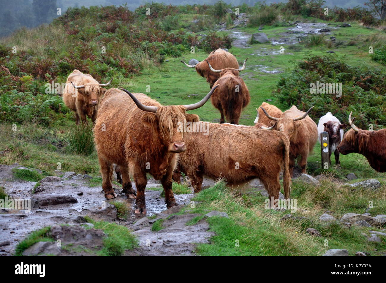 Highlander cow -Fotos und -Bildmaterial in hoher Auflösung – Alamy