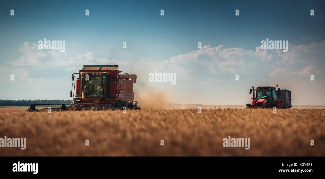 Kombinieren Sie Mähdrescher Landwirtschaftsmaschine Ernte goldenen reif ...