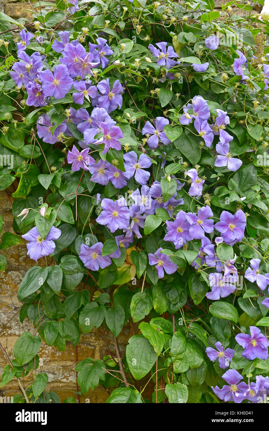Clematis haus -Fotos und -Bildmaterial in hoher Auflösung – Alamy