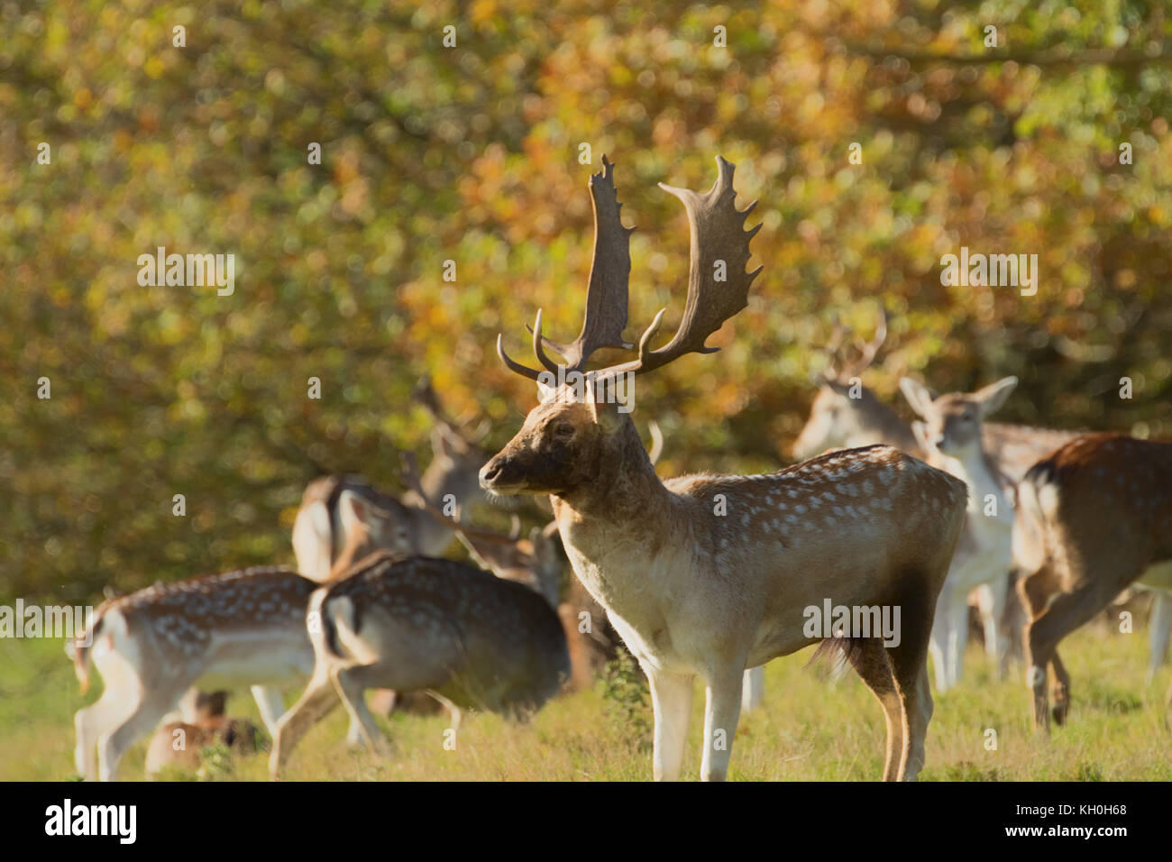 Sika deer studley royal -Fotos und -Bildmaterial in hoher Auflösung – Alamy