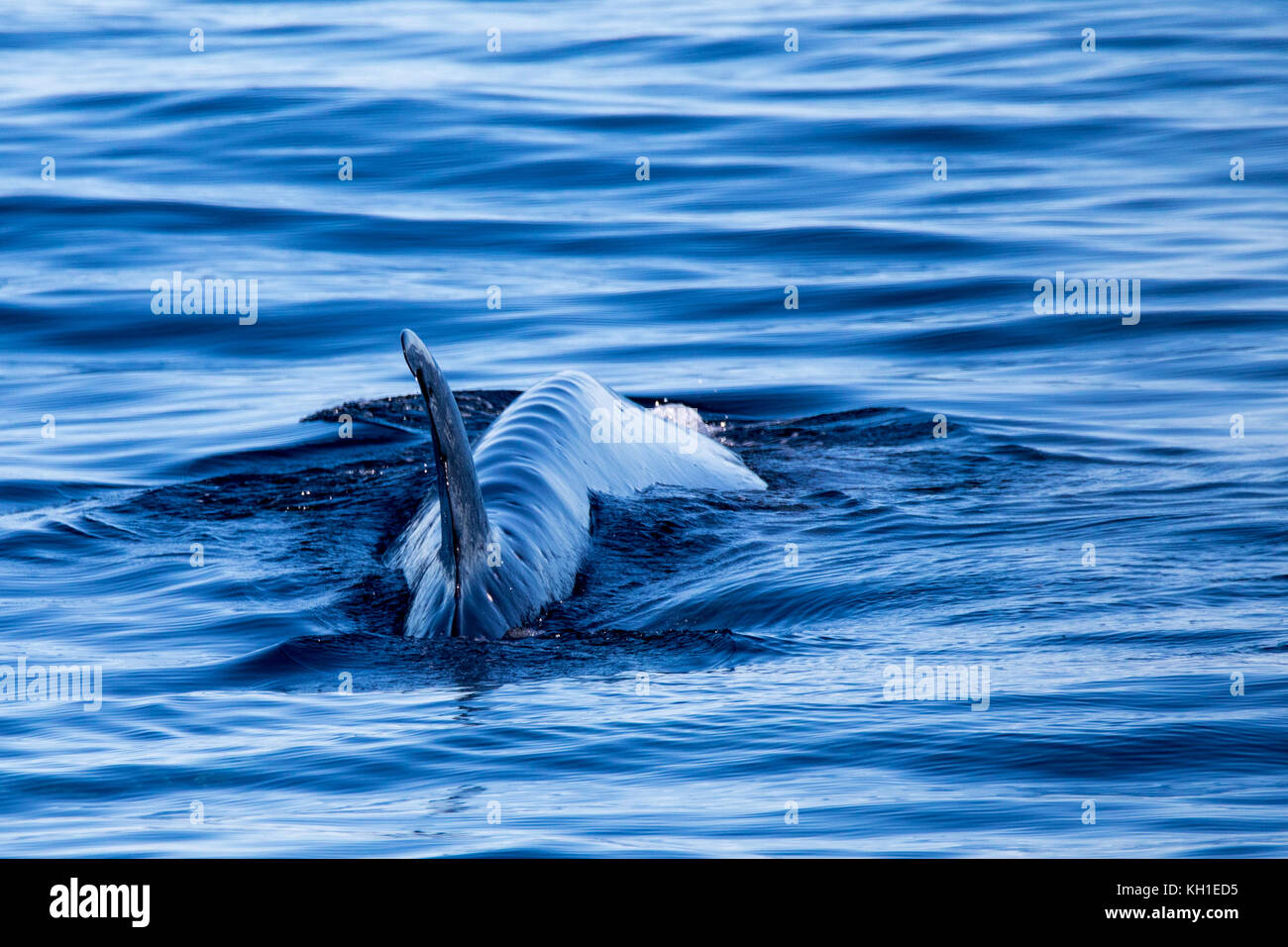 Cookiecutter shark -Fotos und -Bildmaterial in hoher Auflösung – Alamy