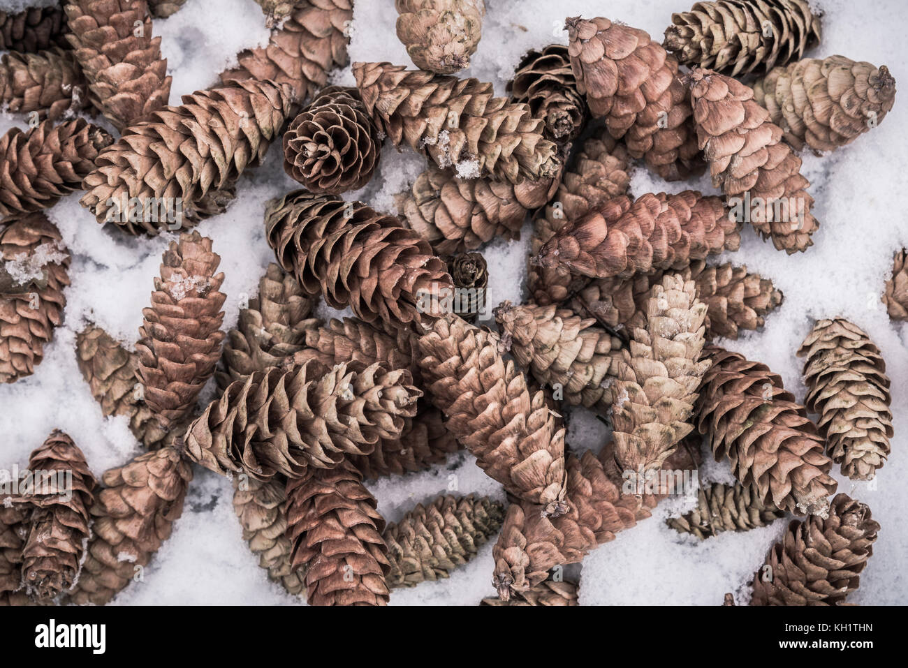 Fichtenzapfen am boden -Fotos und -Bildmaterial in hoher Auflösung – Alamy
