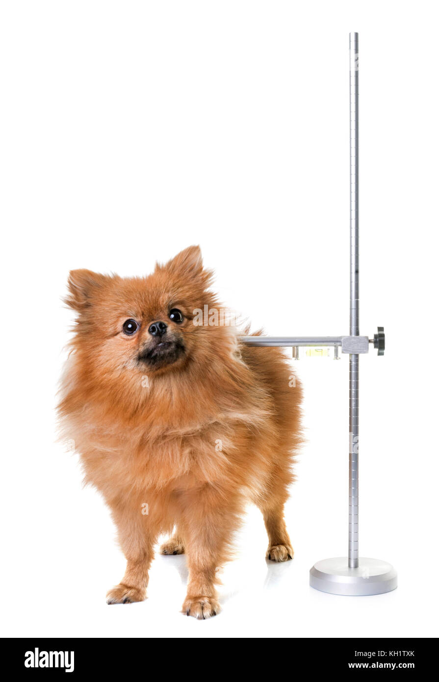 Messstab für Hund Stockfotografie - Alamy