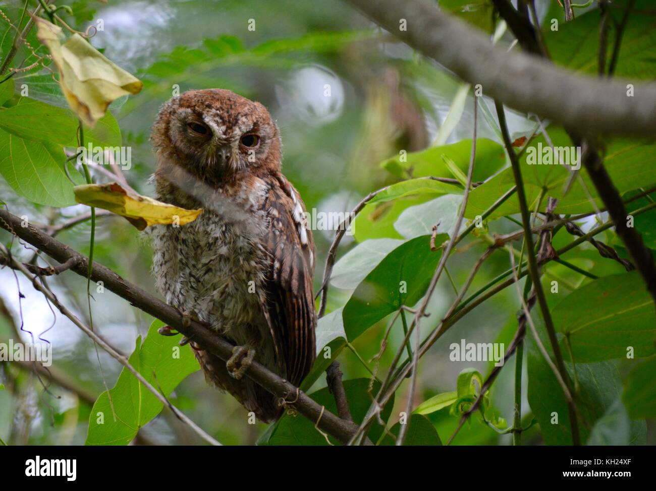 Asiatische eulen -Fotos und -Bildmaterial in hoher Auflösung – Alamy