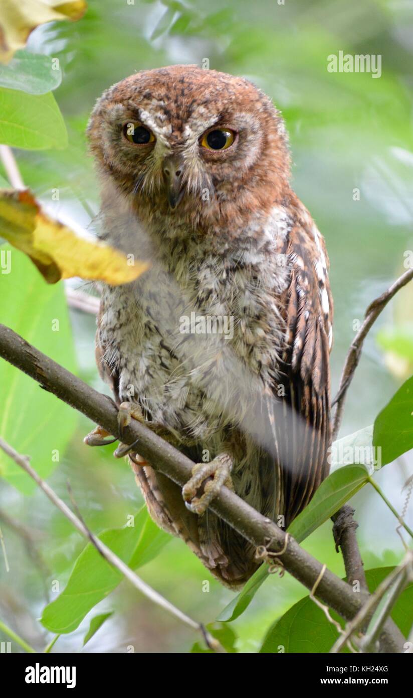 Asiatische eulen -Fotos und -Bildmaterial in hoher Auflösung – Alamy